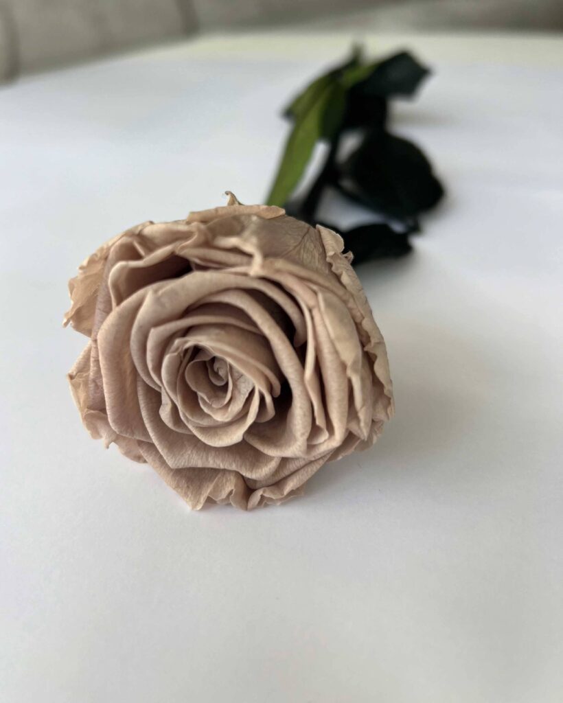 Compra tu Rosa Eterna Moka al mejor precio | Malaluna